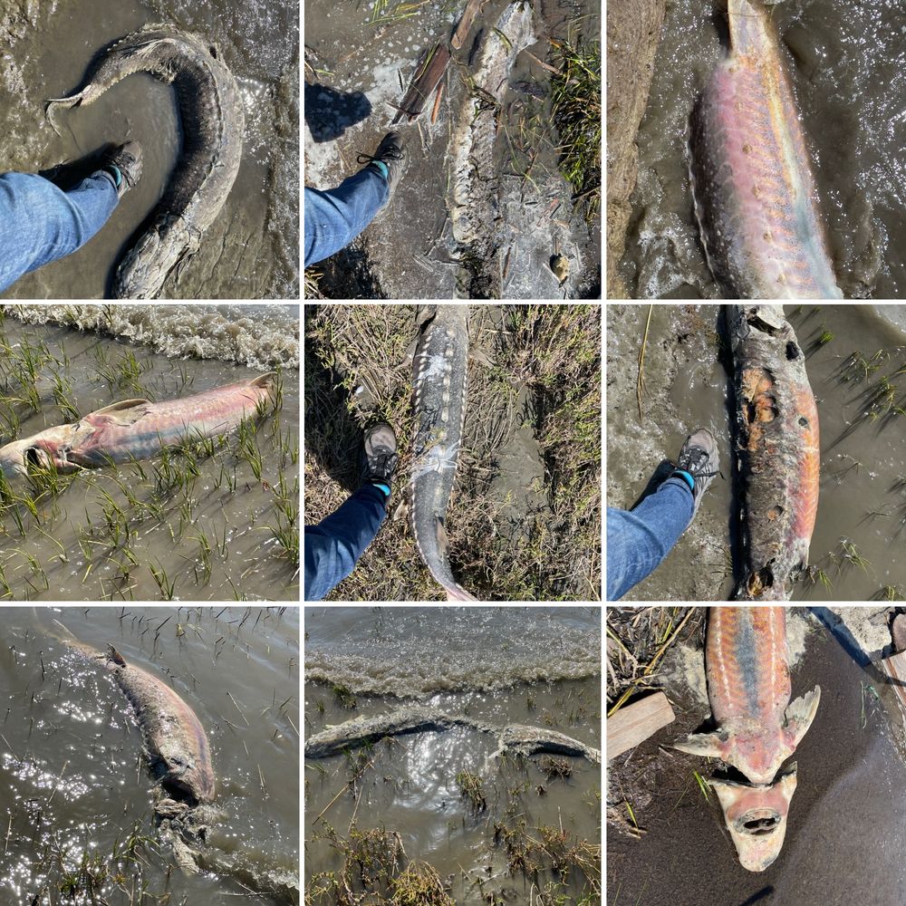 Numerous dead sturgeon found on Mare Island shore amid lethal algae bloom