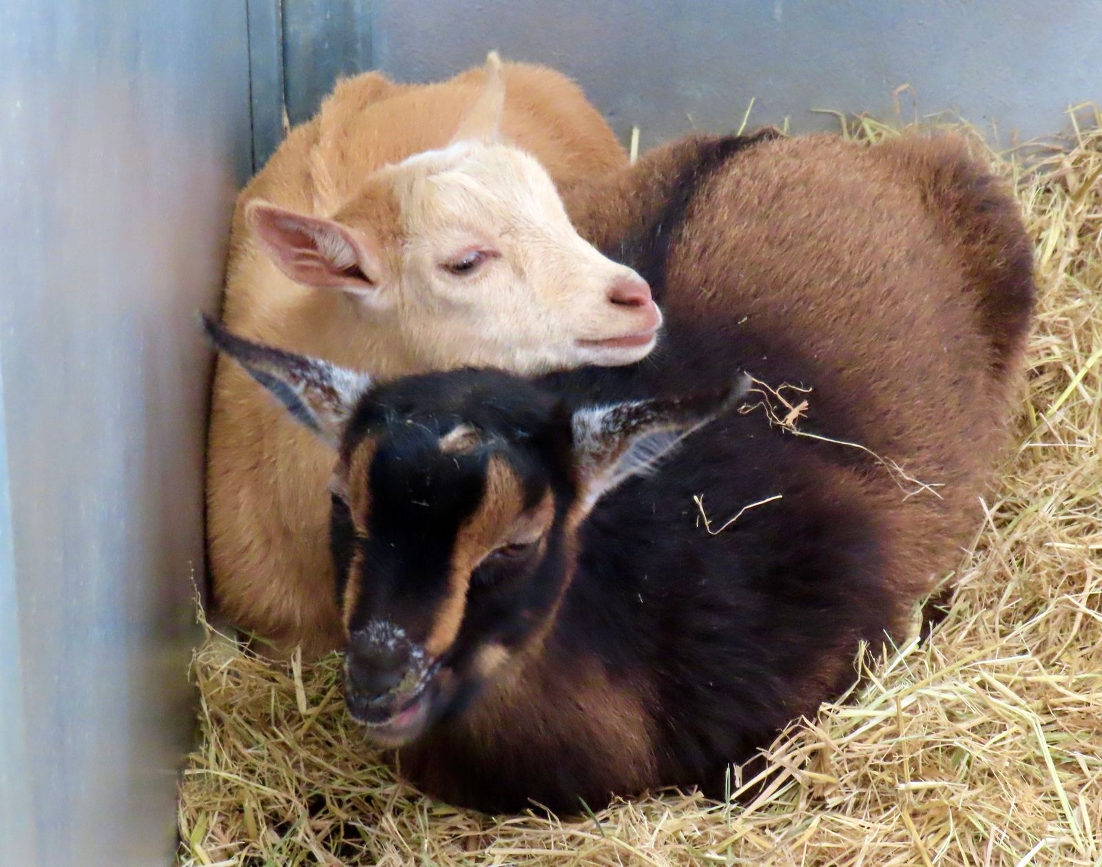 Vallejo’s Loma Vista Farm to hold spring open house